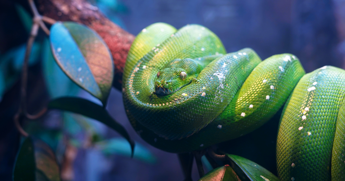 Using Pattern-Matching Syntax in Python Using Pattern-Matching Syntax in Python